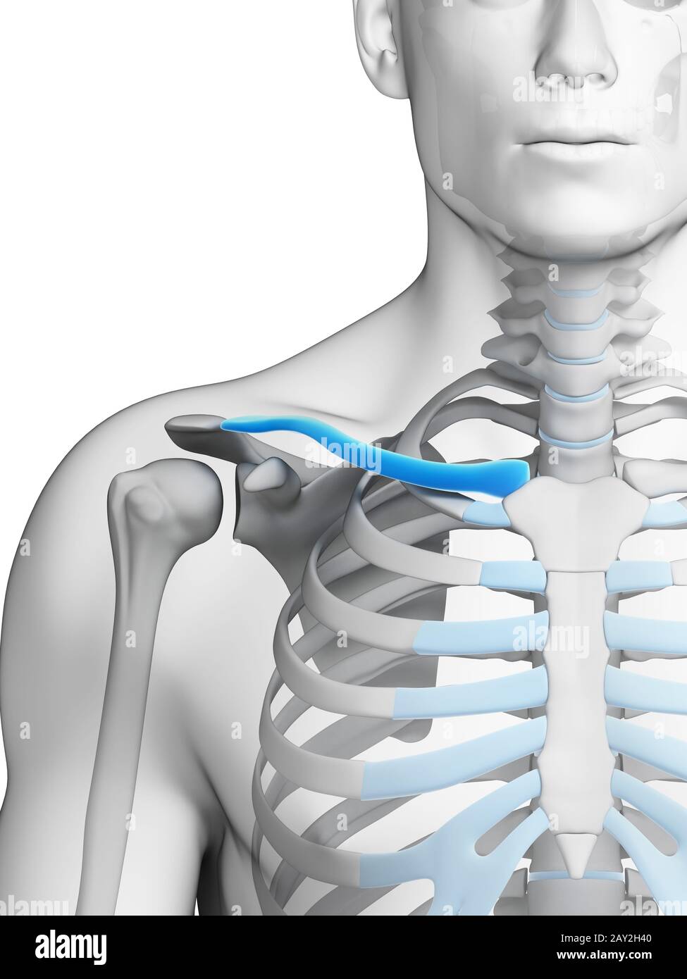 Clavicle hi-res stock photography and images - Alamy Clavicle hi-res stock photography and images - Alamy