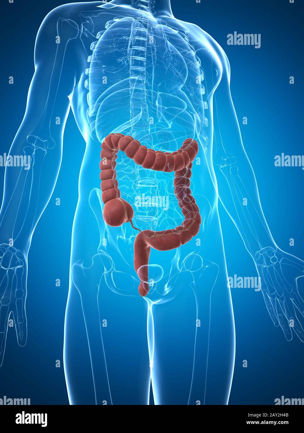 Healthy colon hi-res stock photography and images - Alamy