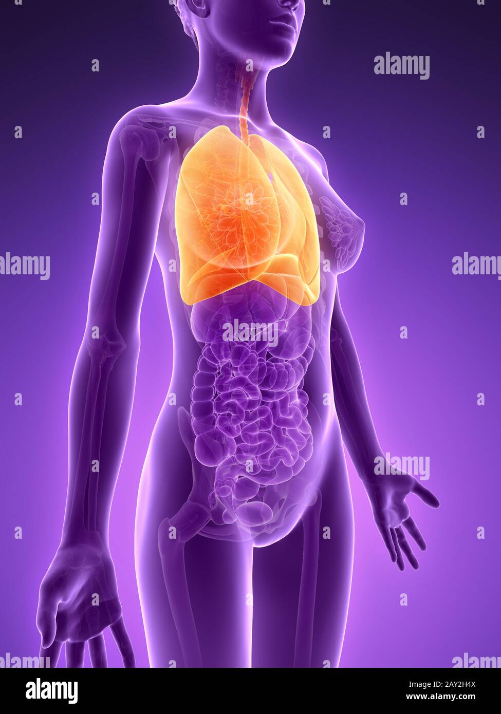 Lung illustration hi-res stock photography and images - Alamy