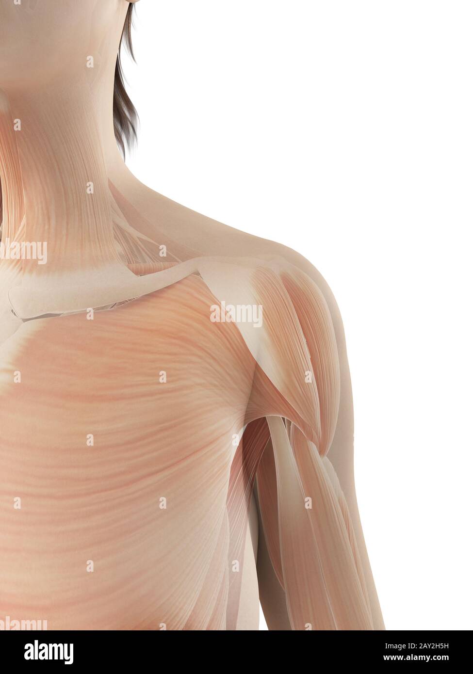 Shoulder muscles anatomy hi-res stock photography and images - Alamy