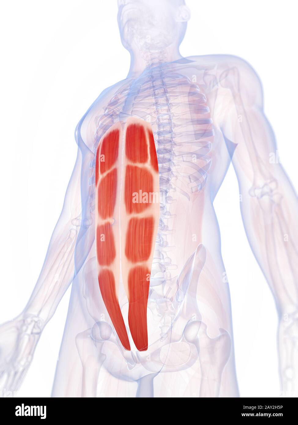 Core Muscles Of The Body