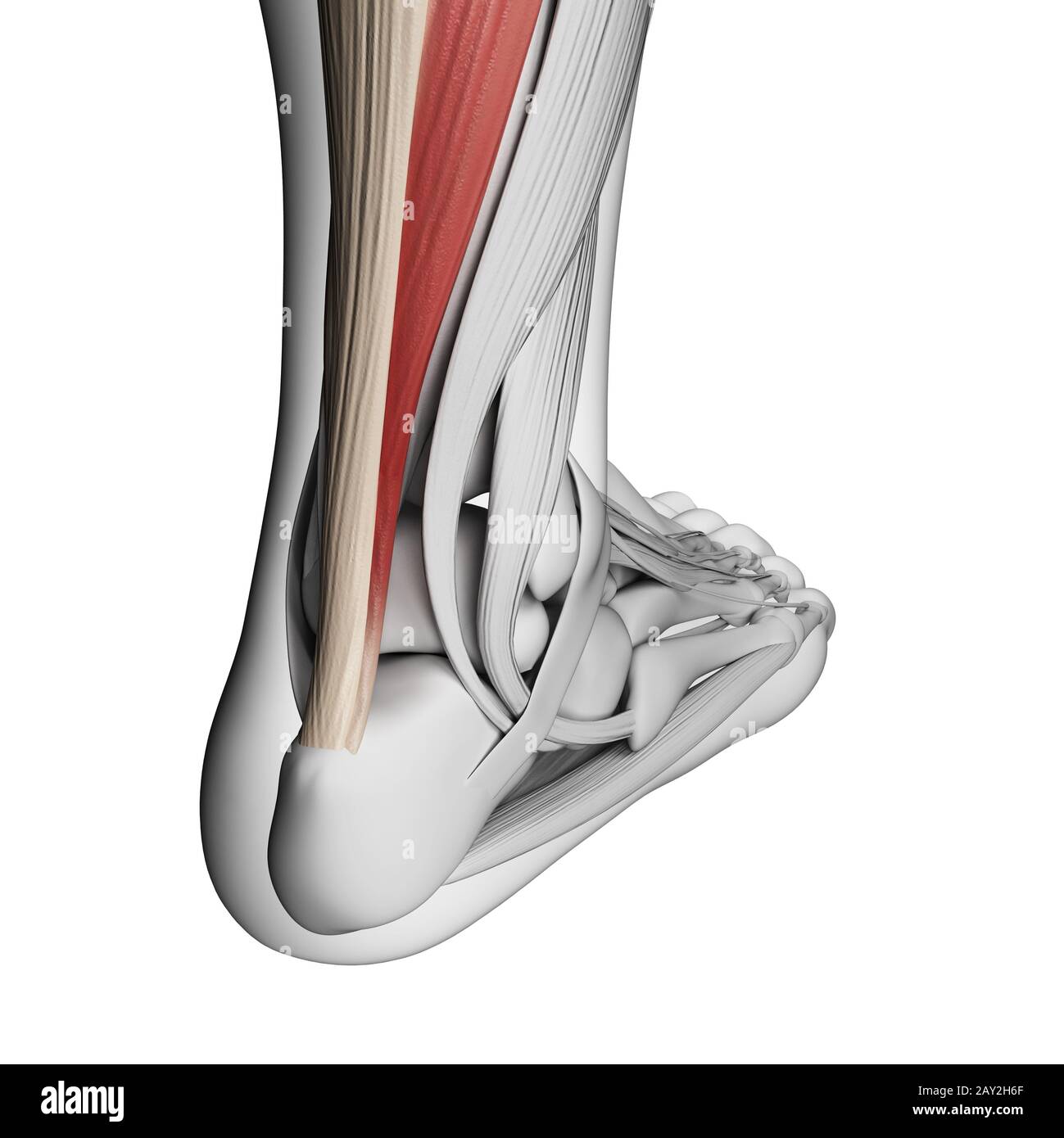 Achilles tendon hi-res stock photography and images - Alamy