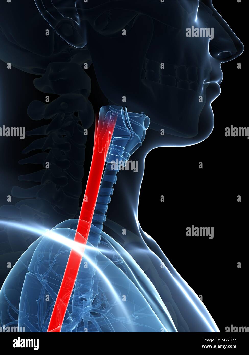 Esophagus hi-res stock photography and images - Alamy