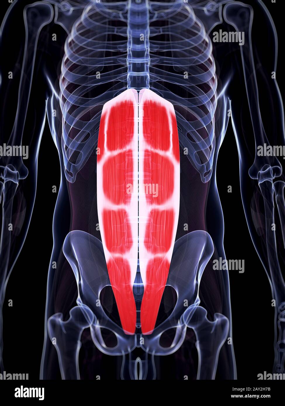 3d rendered illustration of the abdominal muscles Stock Photo - Alamy