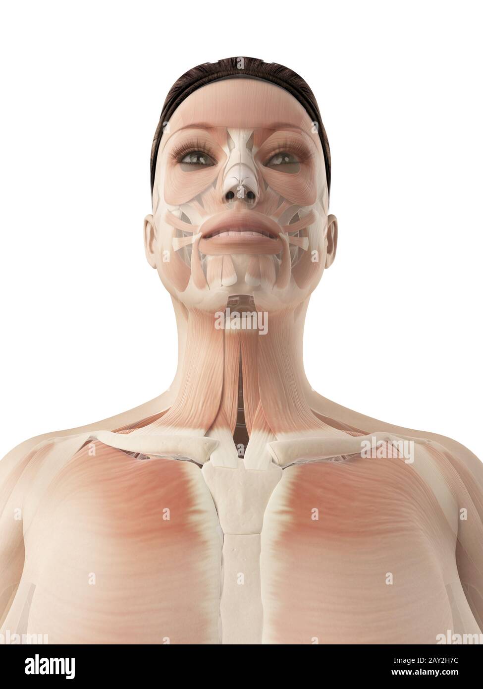 muscles of the face Stock Photo - Alamy