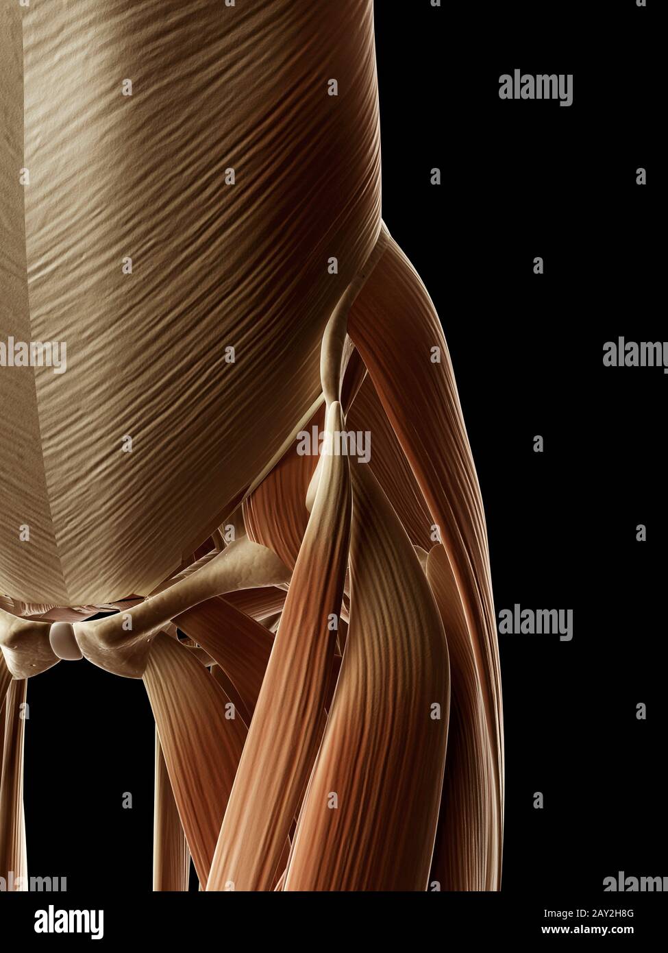medical illustration of the hip/leg bones Stock Photo - Alamy