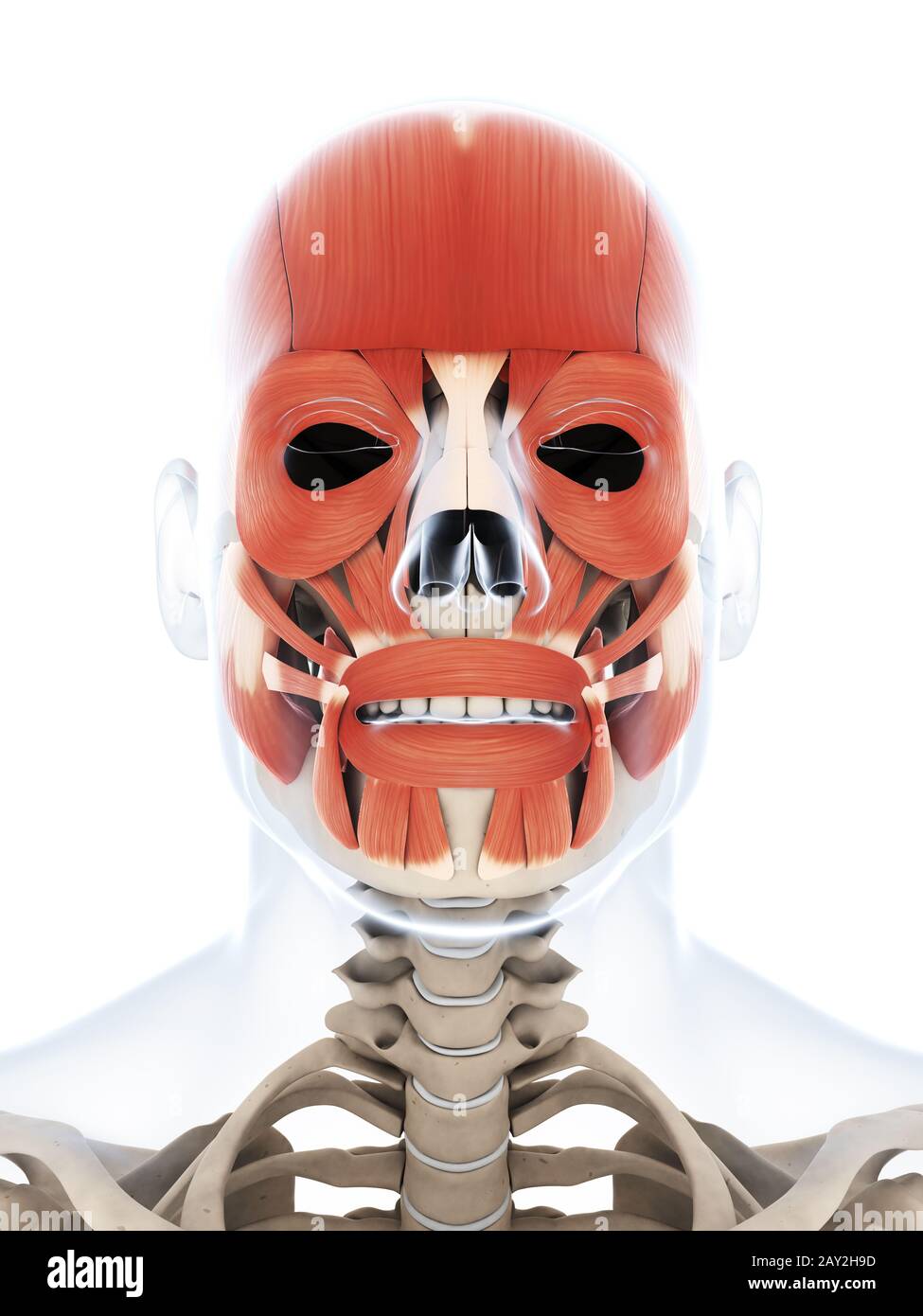 Human facial anatomy hi-res stock photography and images - Alamy