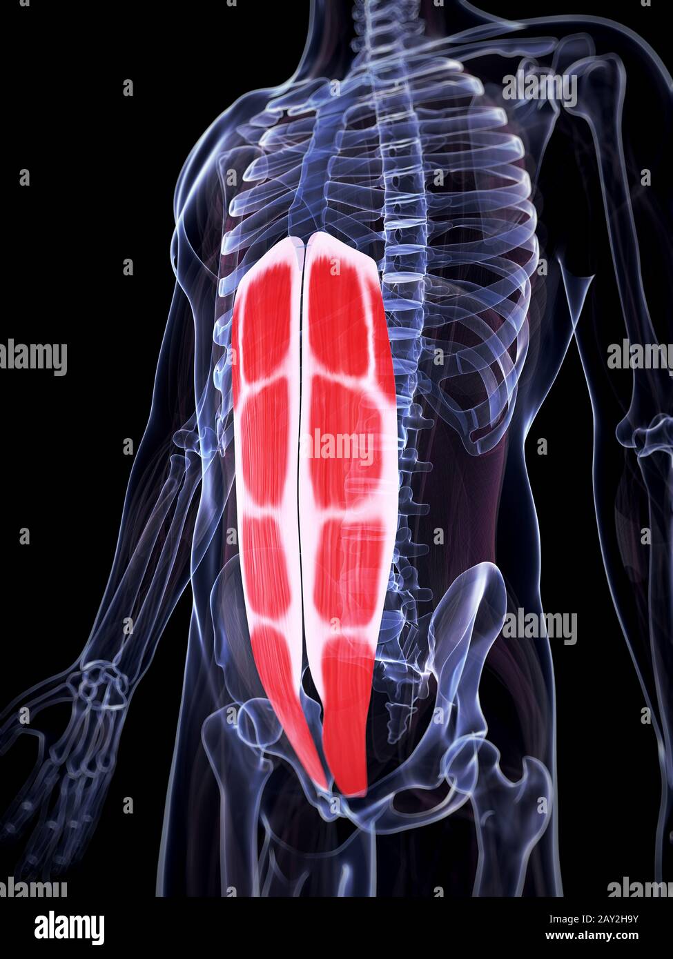 3d rendered illustration of the abdominal muscles Stock Photo - Alamy