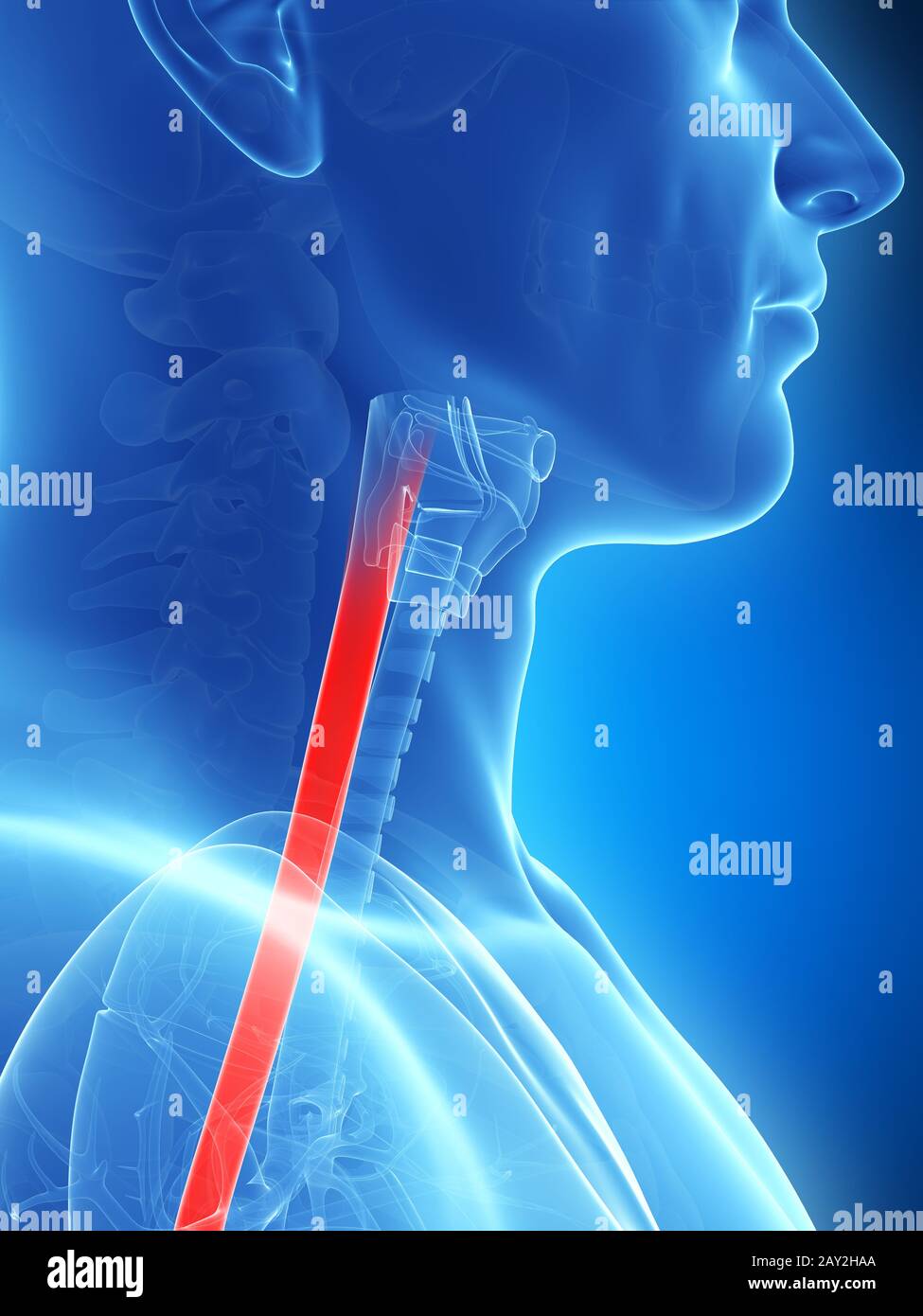 Esophagus hi-res stock photography and images - Alamy