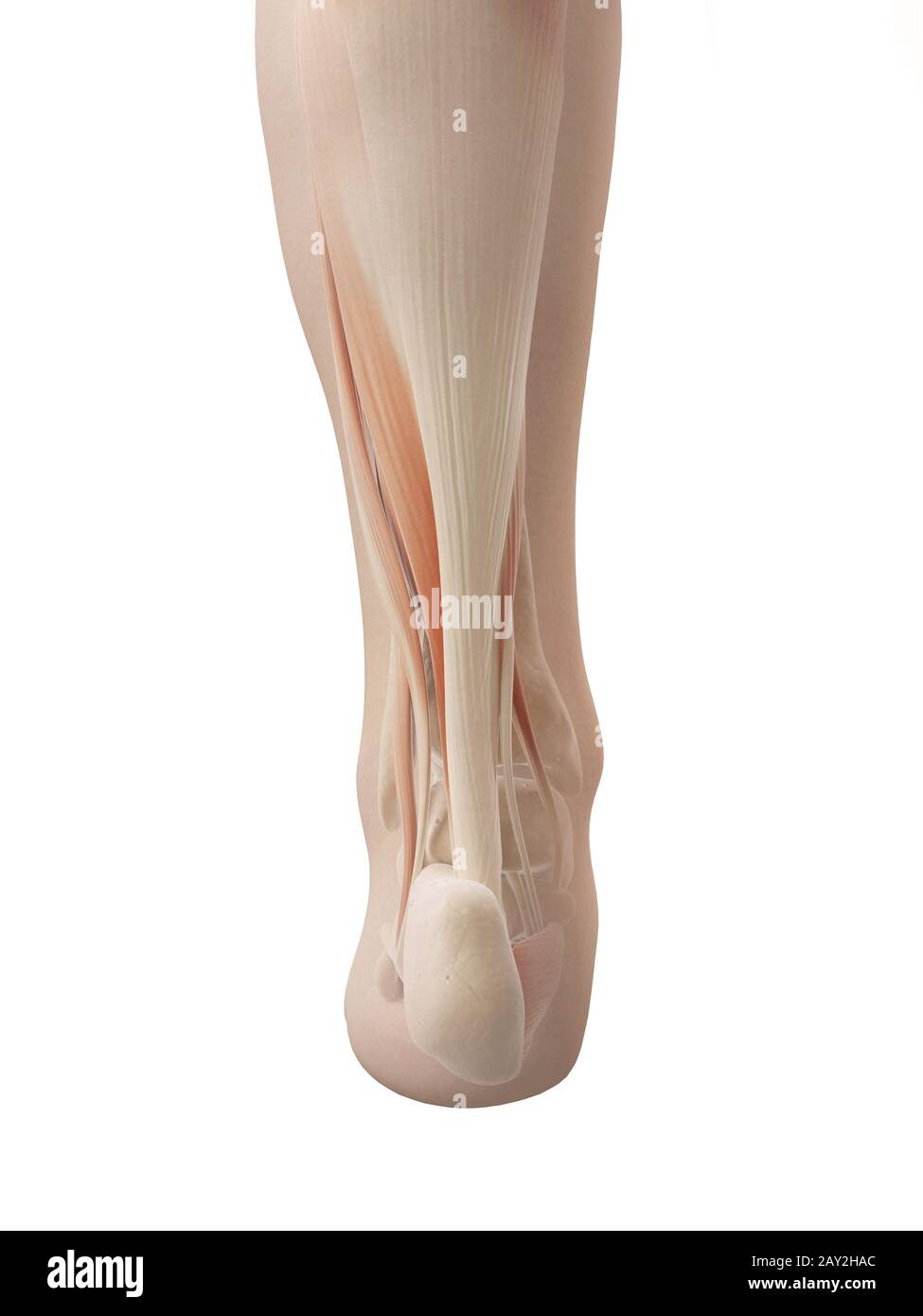 muscular foot anatomy Stock Photo - Alamy