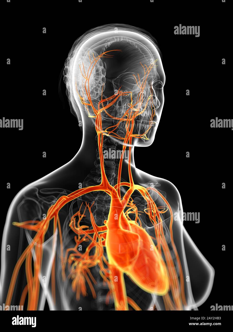 3d rendered illustration of the female vascular system Stock Photo - Alamy
