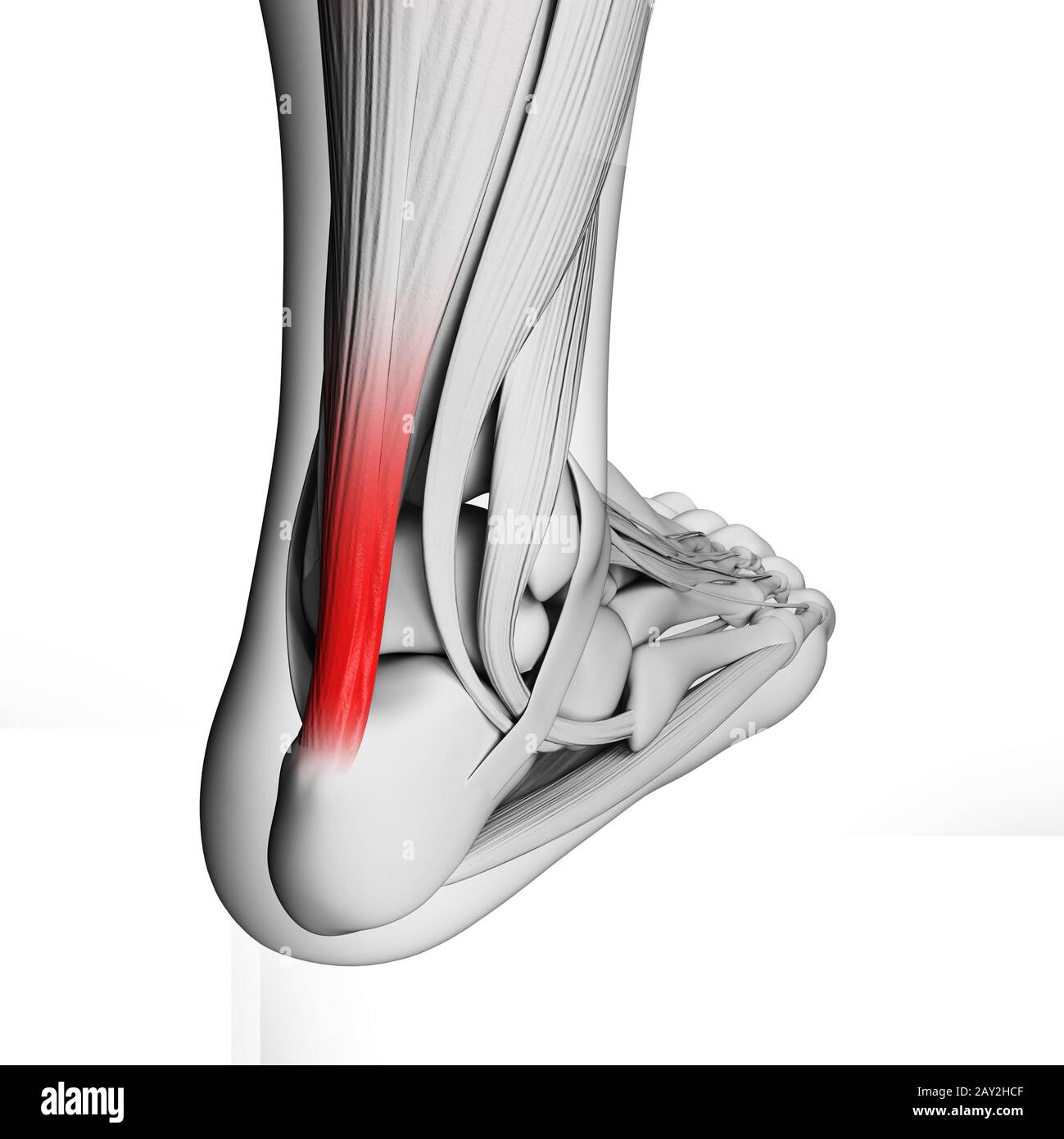 Achilles tendon hi-res stock photography and images - Alamy