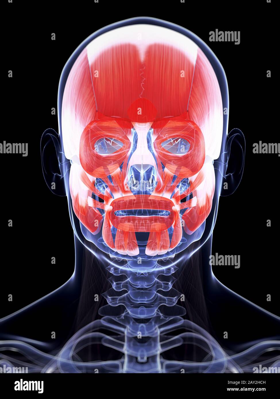 3d rendered illustration of the human facial musculature Stock Photo ...