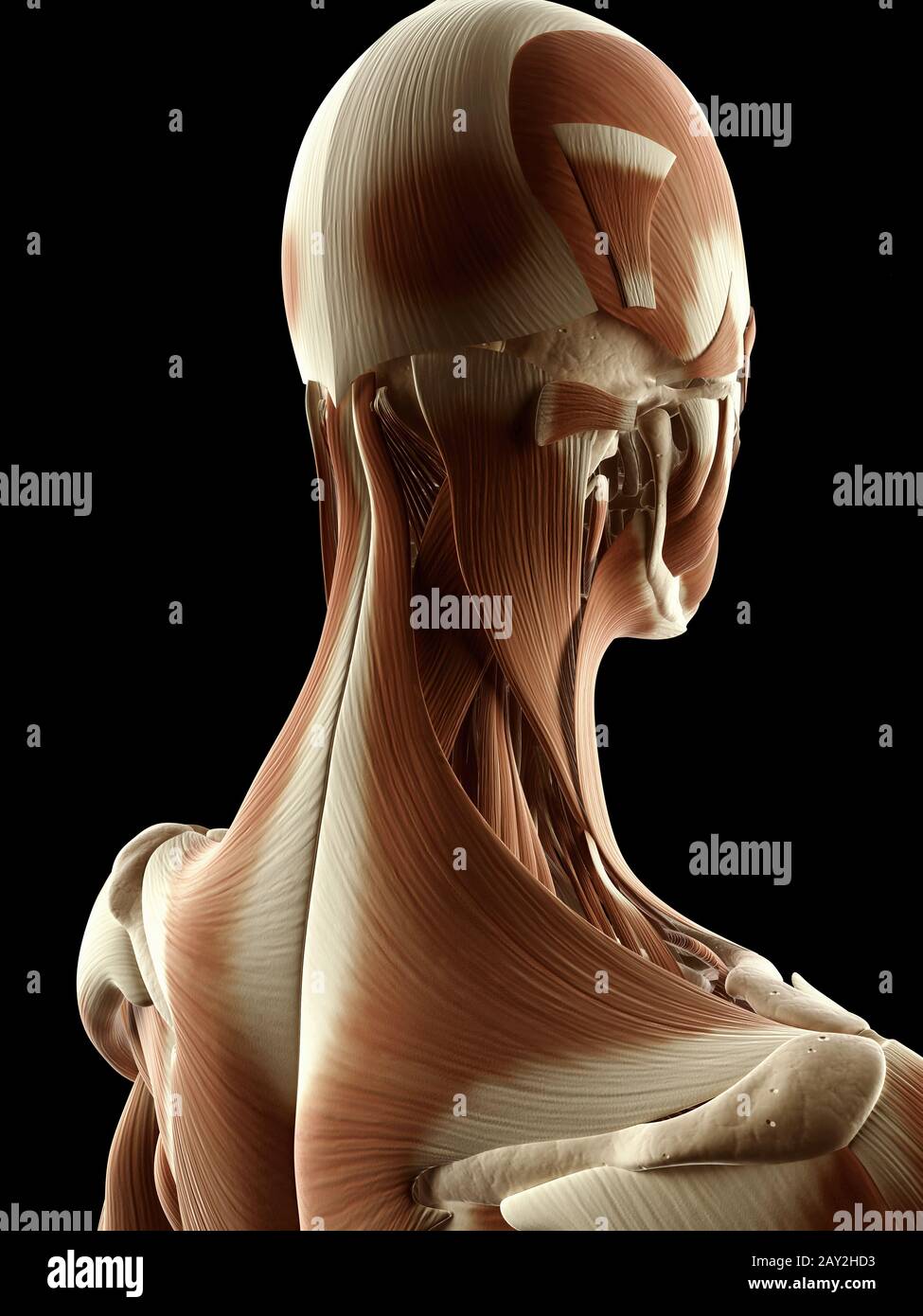 Female Head And Neck Muscles High Resolution Stock Photography and ...