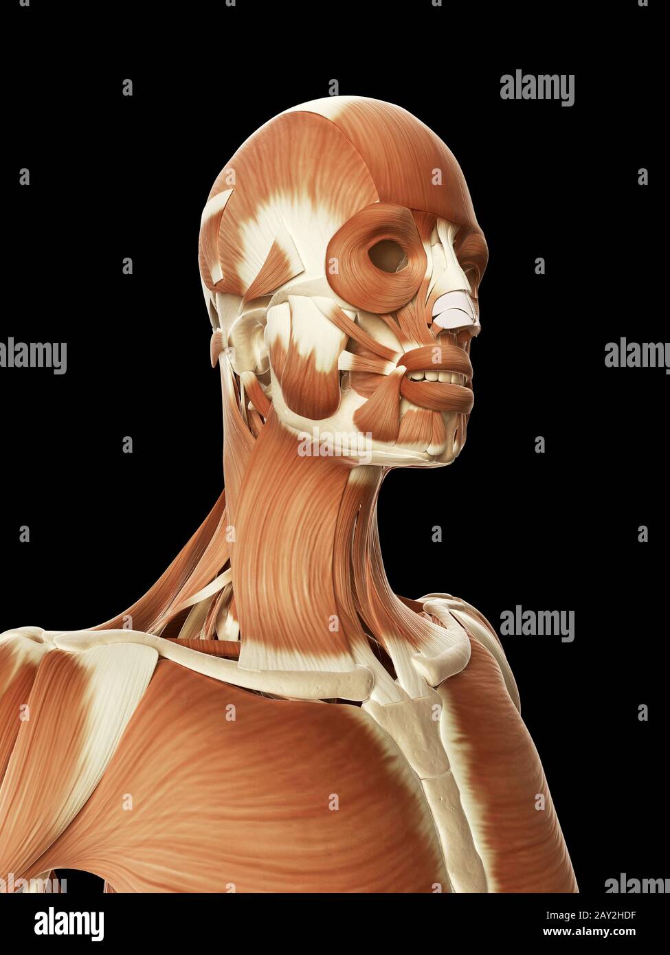 Muscles of the face and neck hi-res stock photography and images - Alamy