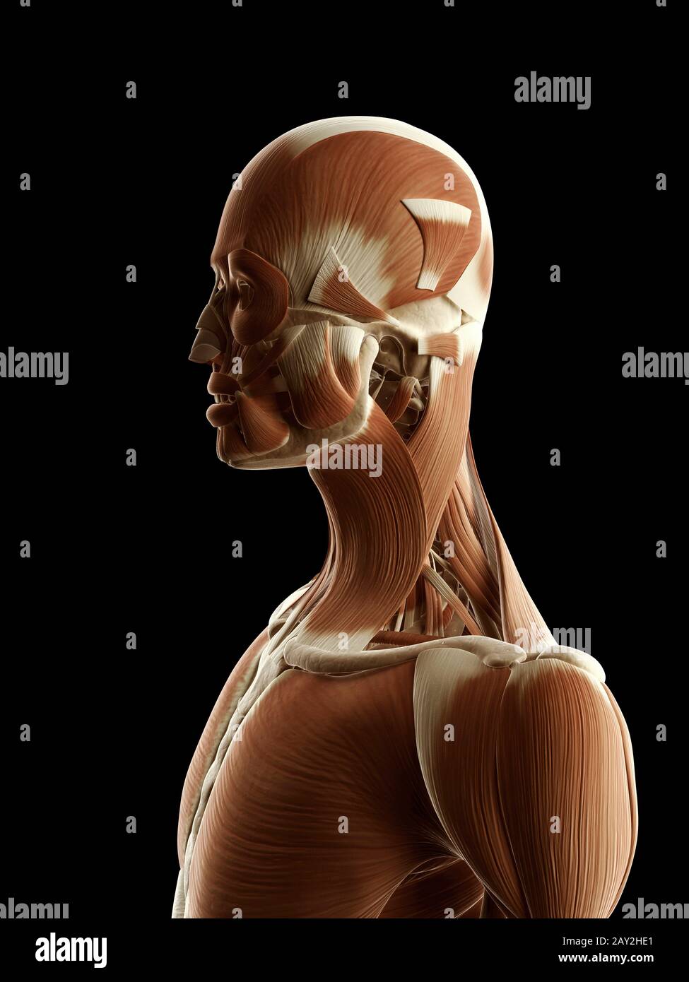 medical illustration of the head and face muscles Stock Photo - Alamy
