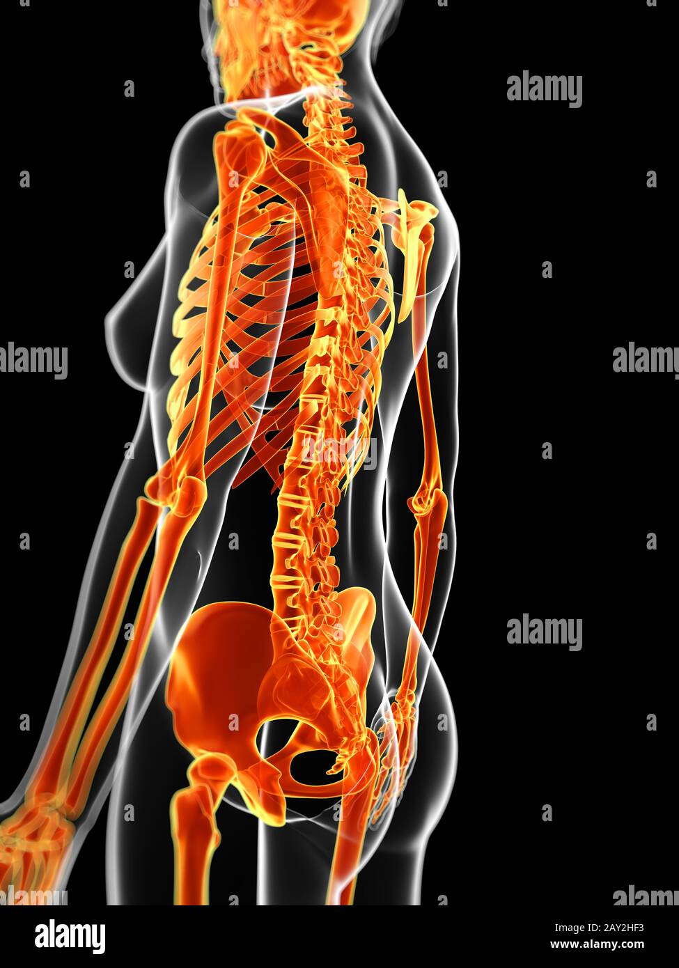 Black female spine anatomy hi-res stock photography and images - Alamy