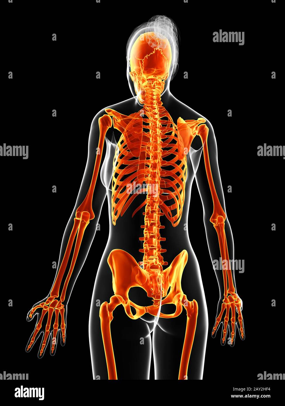 Female skeleton hi-res stock photography and images - Alamy