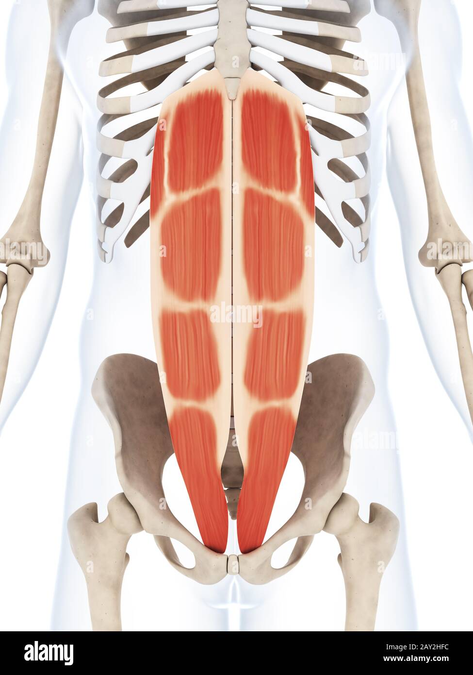 3d rendered illustration of the abdominal muscles Stock Photo - Alamy