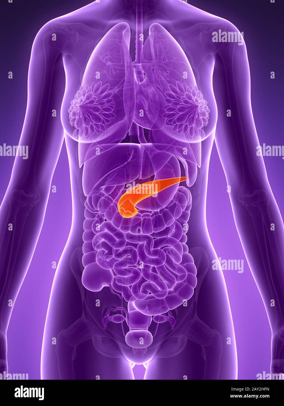 Pancreas 3d hi-res stock photography and images - Alamy