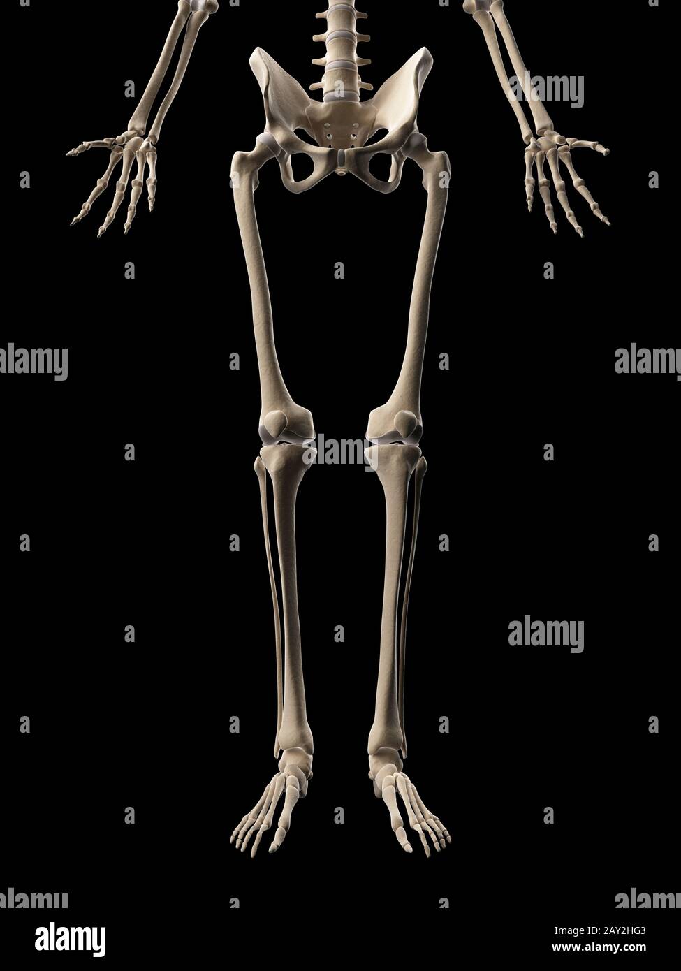 medical illustration of the leg bones Stock Photo - Alamy