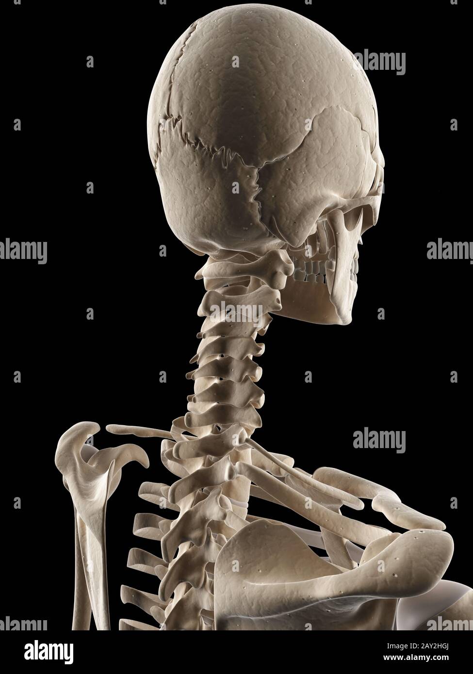 medical illustration of the skull and neck Stock Photo - Alamy