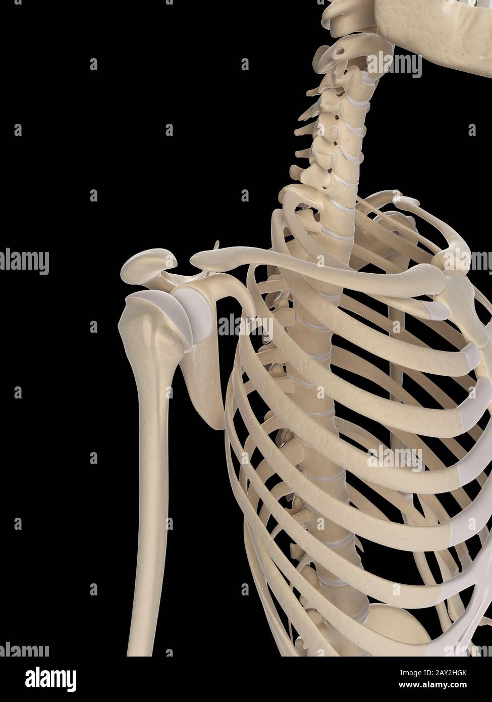Female shoulder anatomy medical hi-res stock photography and images - Alamy