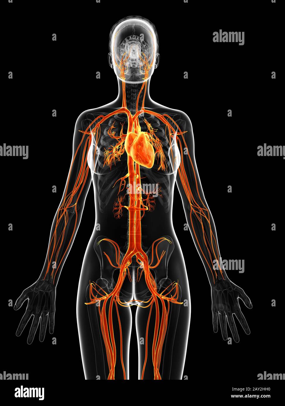 3d rendered illustration of the female vascular system Stock Photo - Alamy