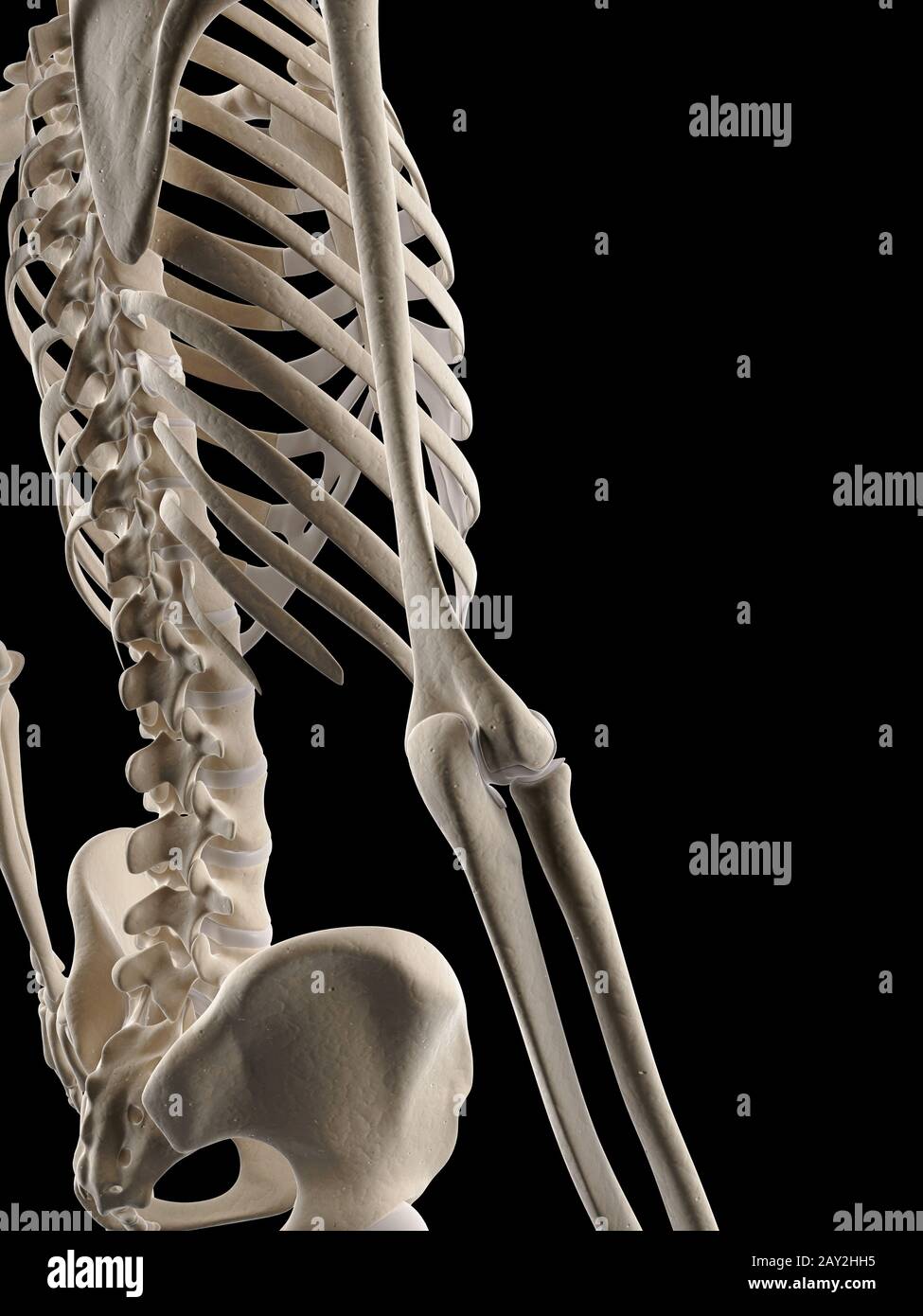 medical illustration of the elbow joint Stock Photo - Alamy