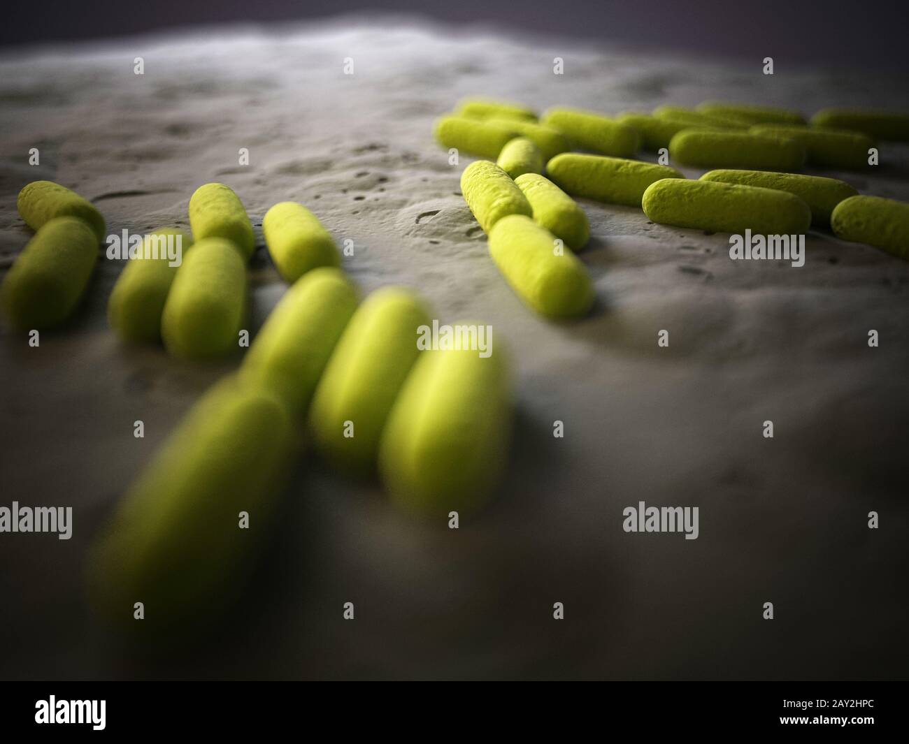 Mitosis prophase hi-res stock photography and images - Alamy