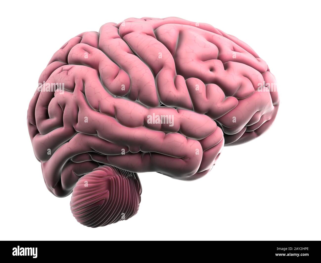 3d rendered illustration of the human brain anatomy Stock Photo - Alamy