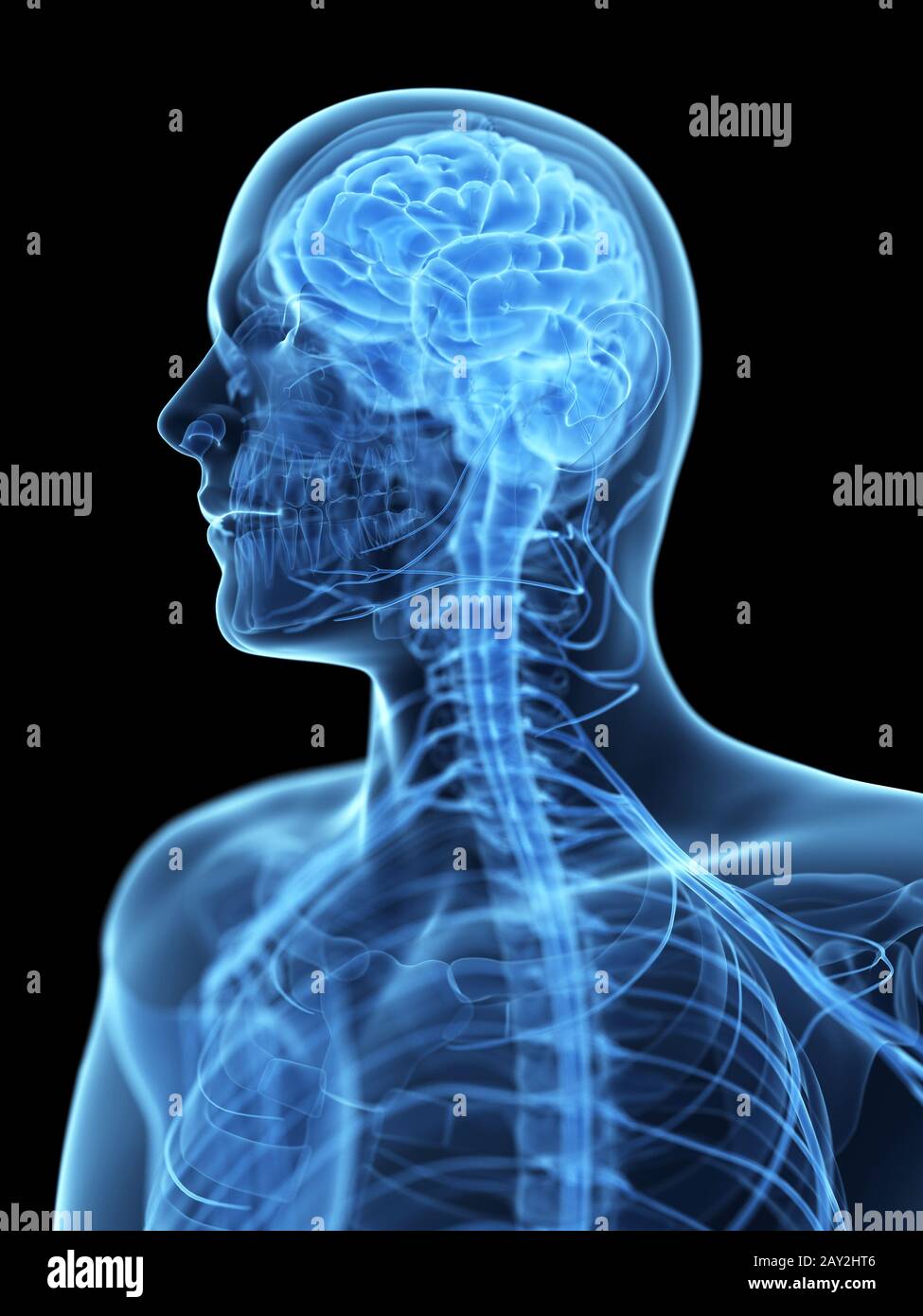 3d rendered illustration of a male´s brain Stock Photo - Alamy