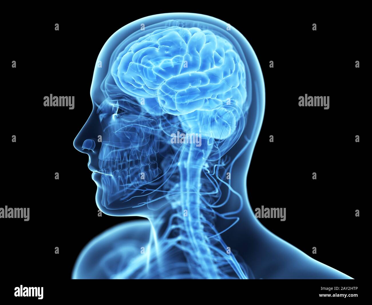 3d rendered illustration of the human brain anatomy Stock Photo - Alamy
