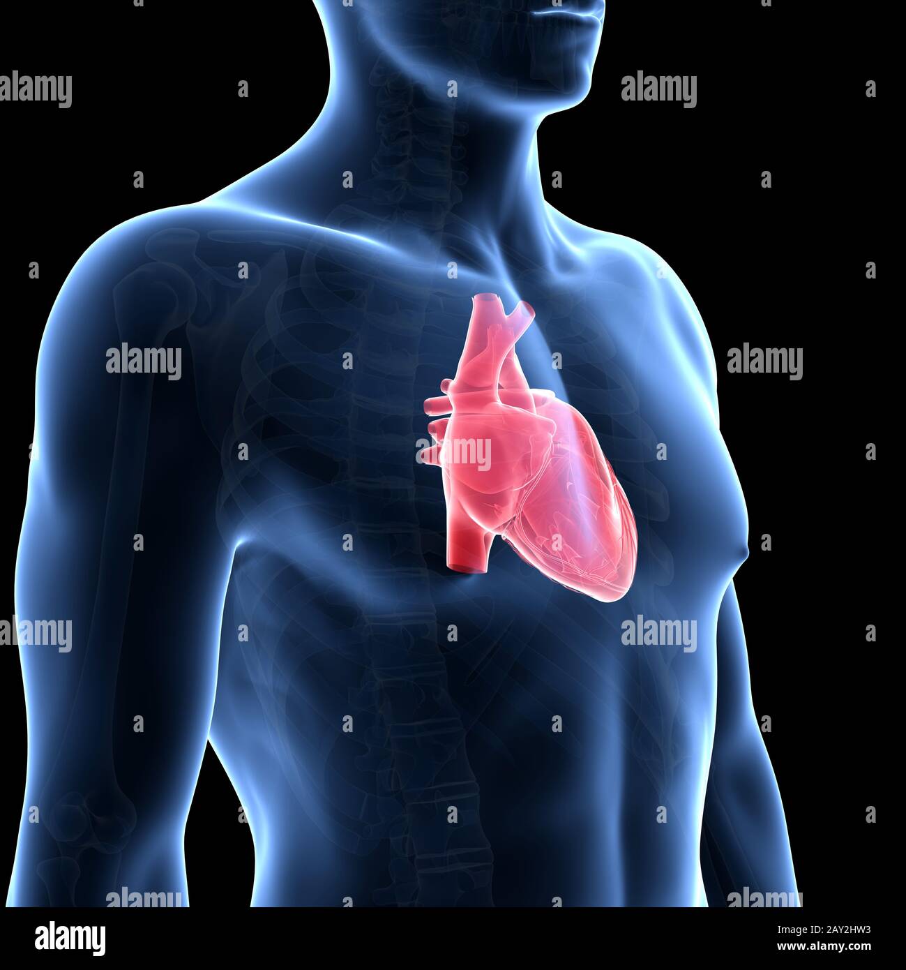 medical illustration of the human heart Stock Photo - Alamy