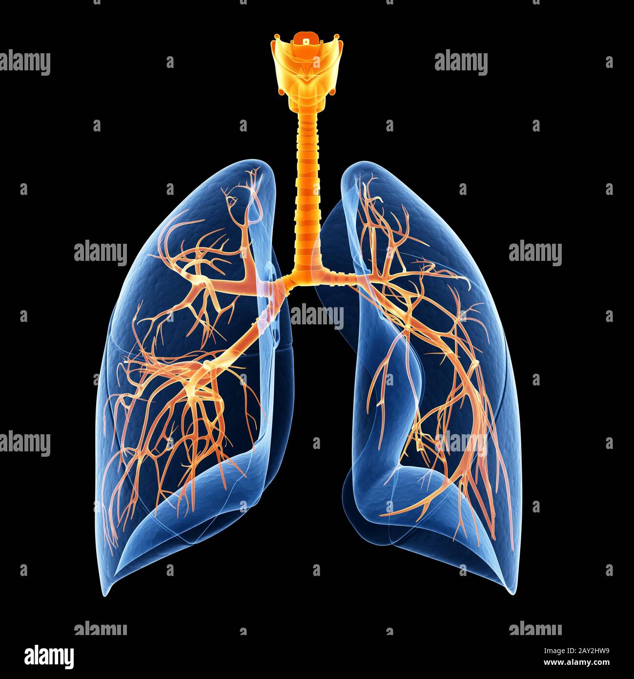 medical illustration showing the bronchi inside of the lung Stock Photo ...
