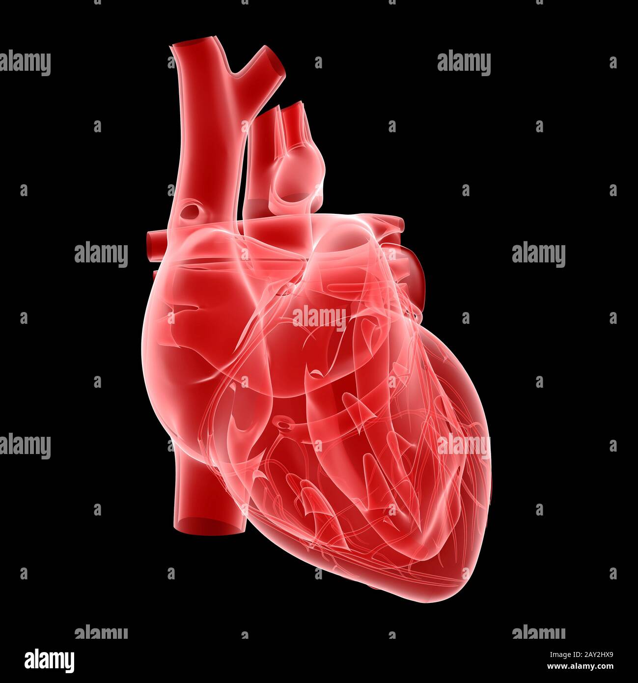 medical illustration - transparent human heart Stock Photo - Alamy