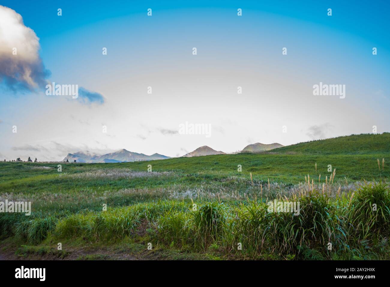 Soni plateau japanese grass soni hi-res stock photography and images ...