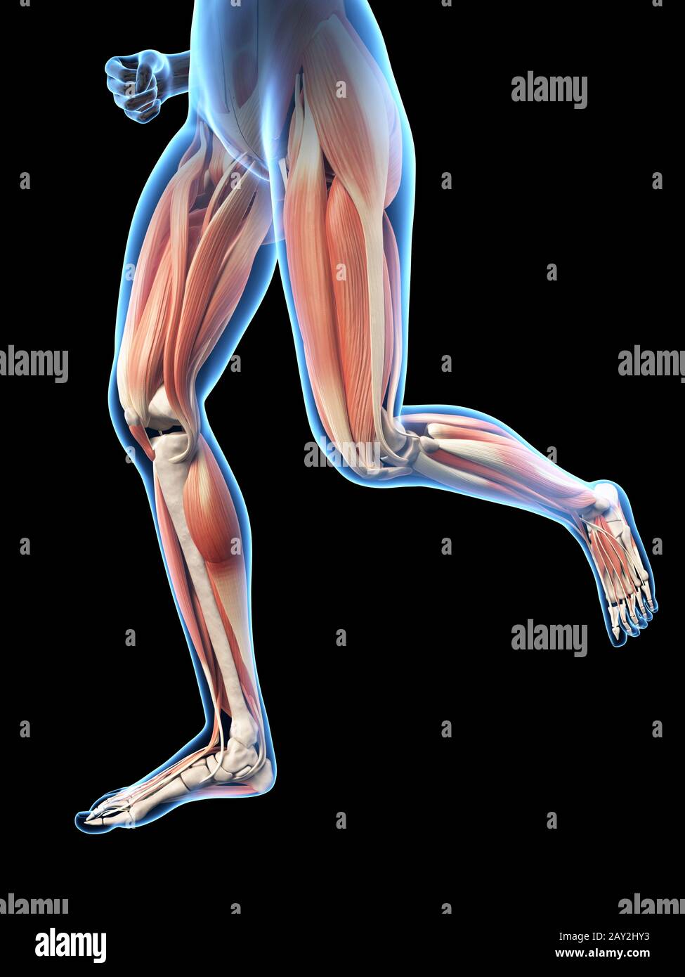 3d rendered illustration - female jogger muscles Stock Photo - Alamy