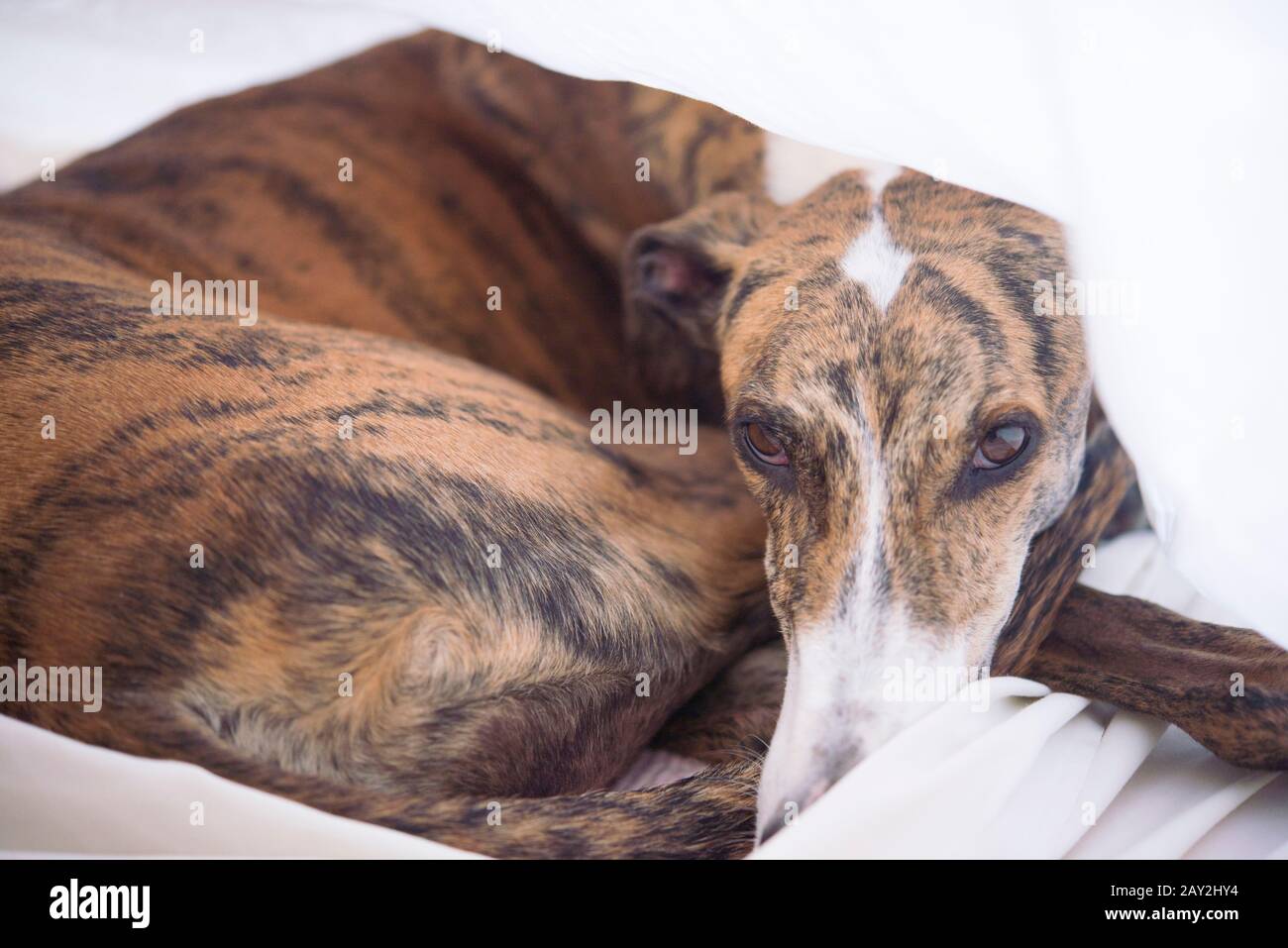 Female spanish greyhound galgo dog hi-res stock photography and images ...