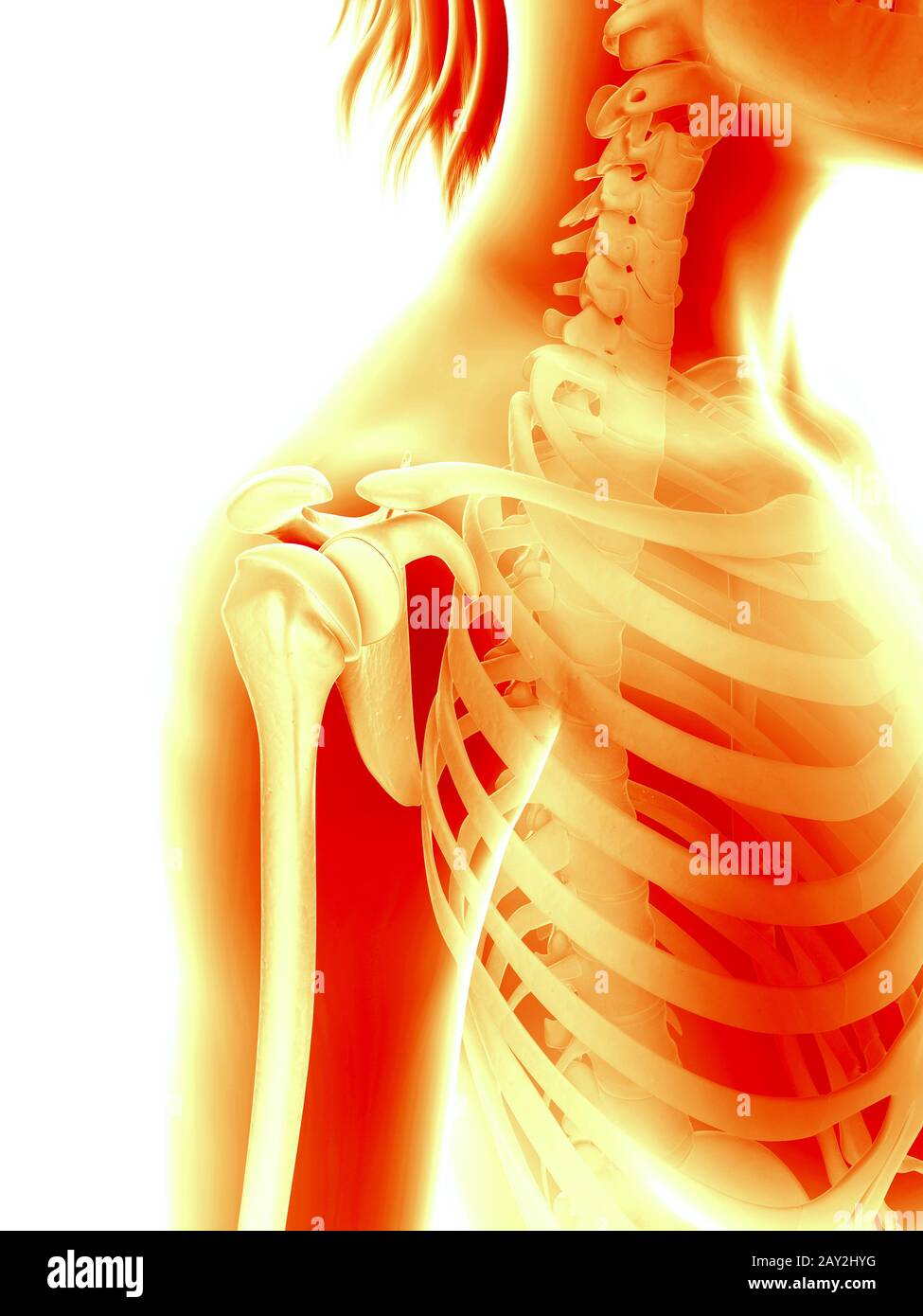 rendered illustration of the shoulder joint Stock Photo - Alamy