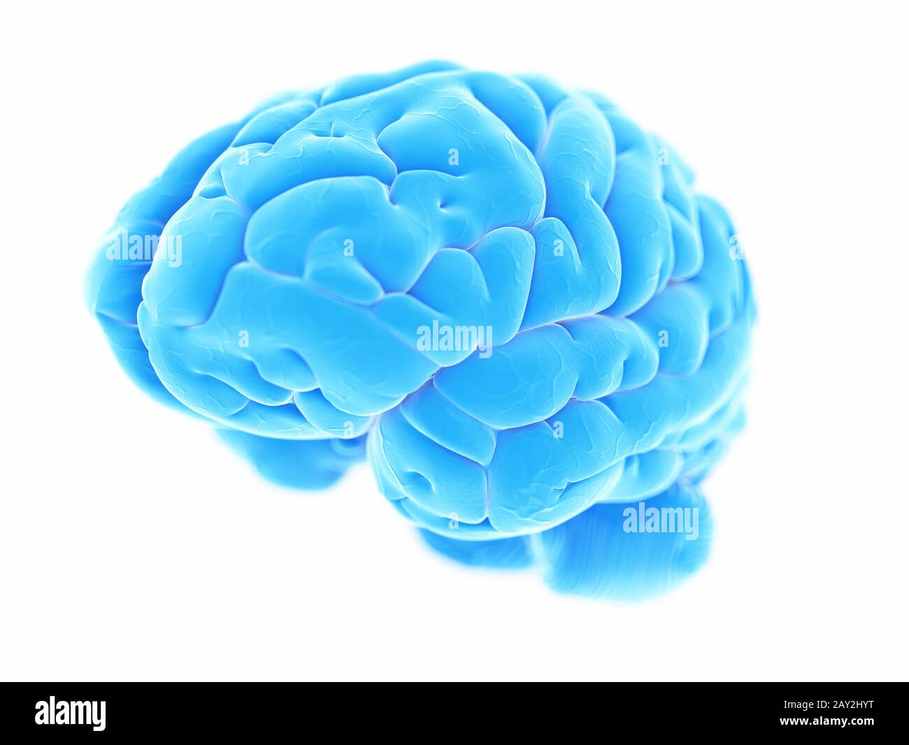 3d rendered illustration - human brain Stock Photo - Alamy