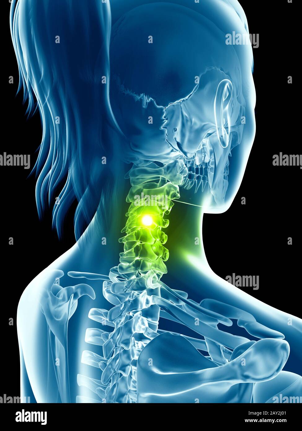transparent female skeleton - cervical spine Stock Photo - Alamy