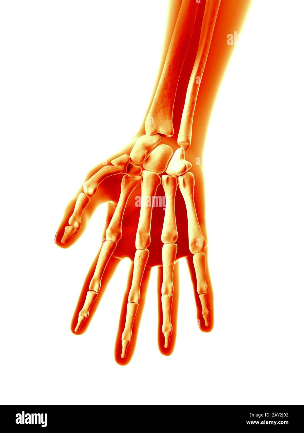 Hand bones illustration hi-res stock photography and images - Alamy
