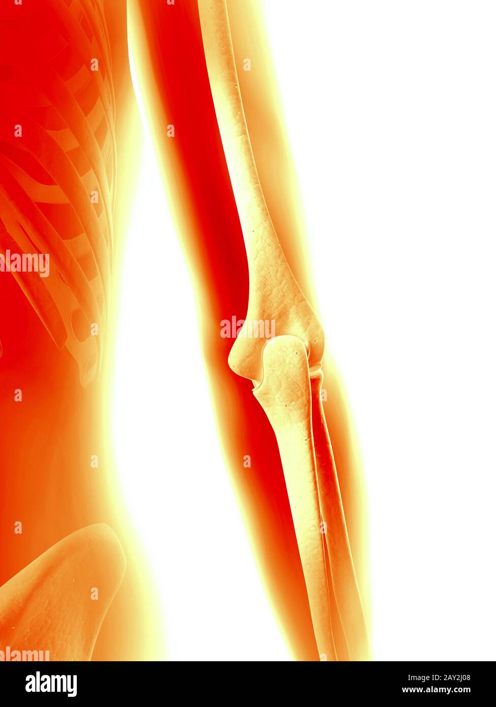 Elbow joint anatomy hi-res stock photography and images - Alamy