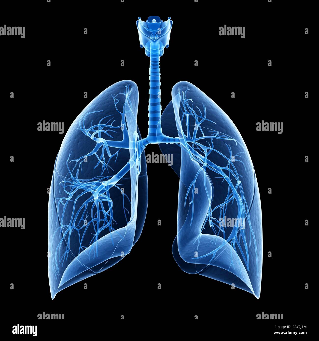 medical illustration showing the bronchi inside of the lung Stock Photo ...
