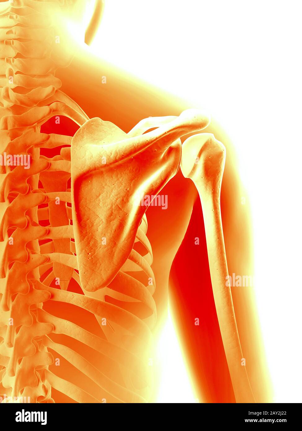 Shoulder joint anatomy hi-res stock photography and images - Alamy