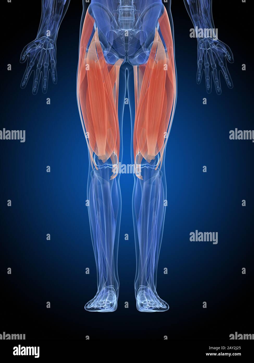 medical illustration of the upper leg muscles Stock Photo - Alamy