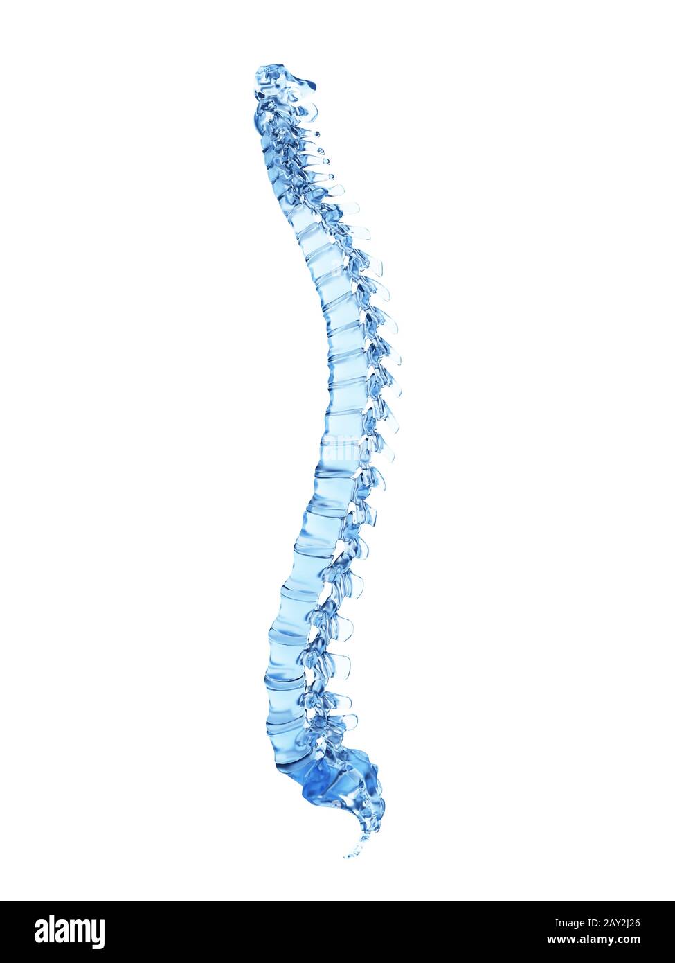 3d rendered illustration - glass spine Stock Photo - Alamy
