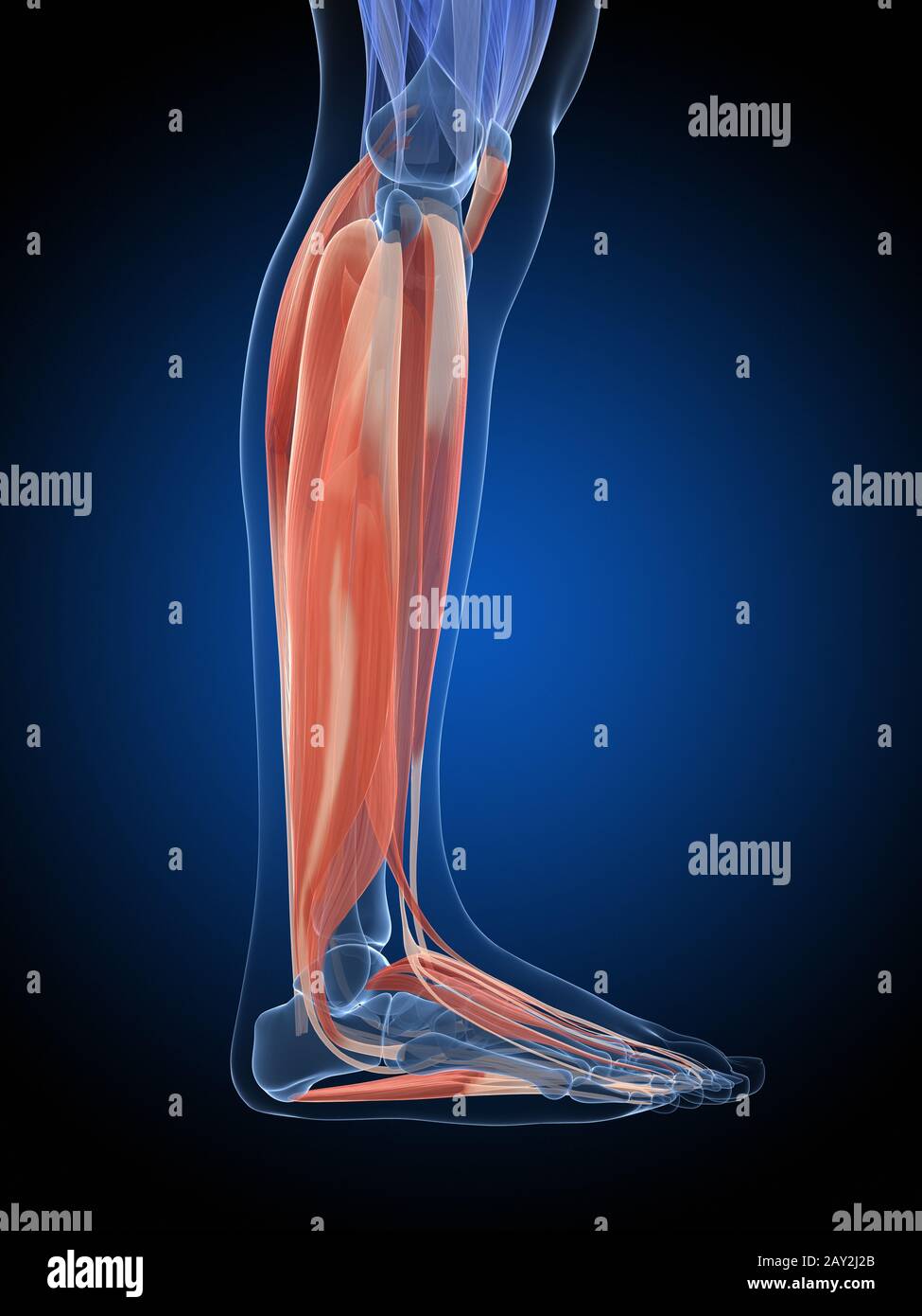 medical illustration of the lower leg muscles Stock Photo - Alamy