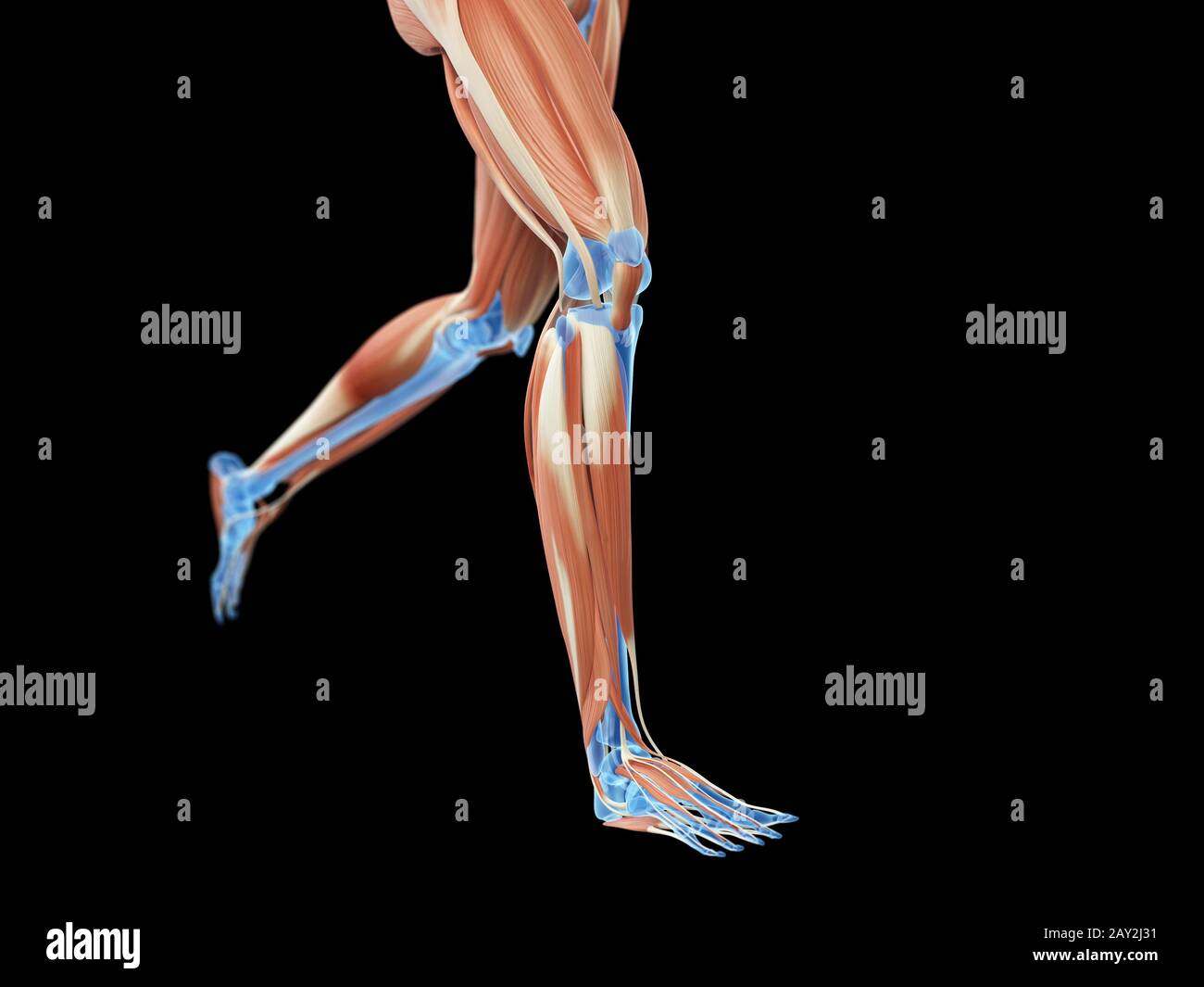 Muscle anatomy hi-res stock photography and images - Alamy